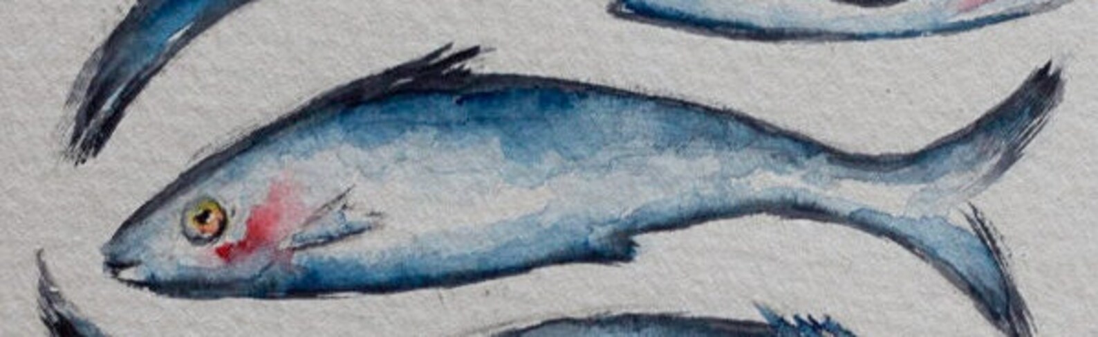 Pilchard Watercolor Painting Sea Food Kitchen Art Sardine Wall Decor ...