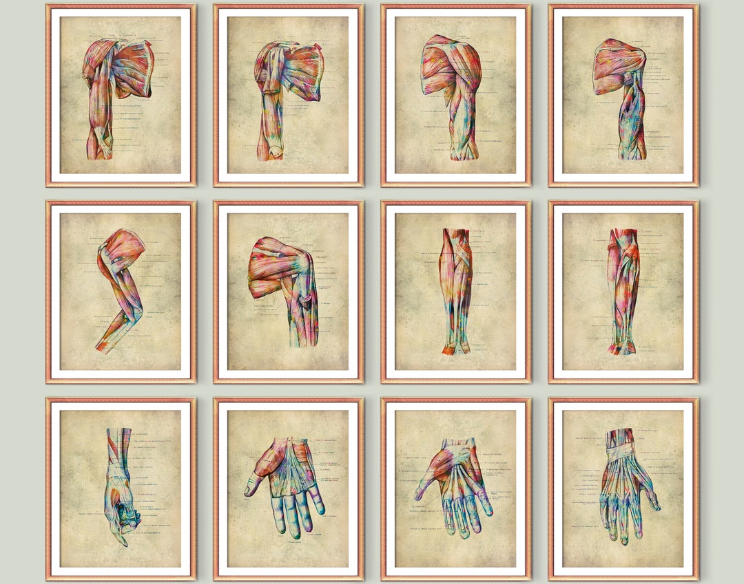 12 Vintage Hand Anatomy Poster Muscular System Structure Medical Art ...