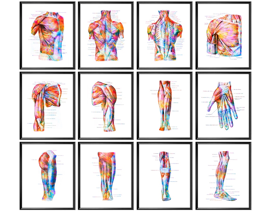 Human Muscular System Anatomy Posters Muscles Structure Print - Etsy