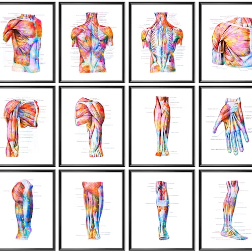 12 Anatomical Print Vintage Anatomy Poster Muscular System | Etsy