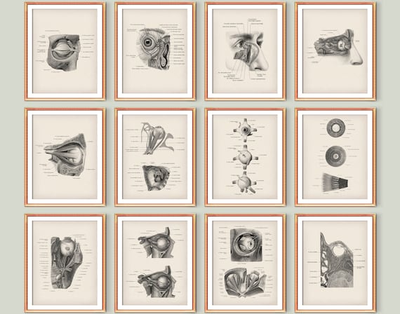 12 Vintage Ophthalmology Poster Vision Science Art Eye Anatomy - Etsy