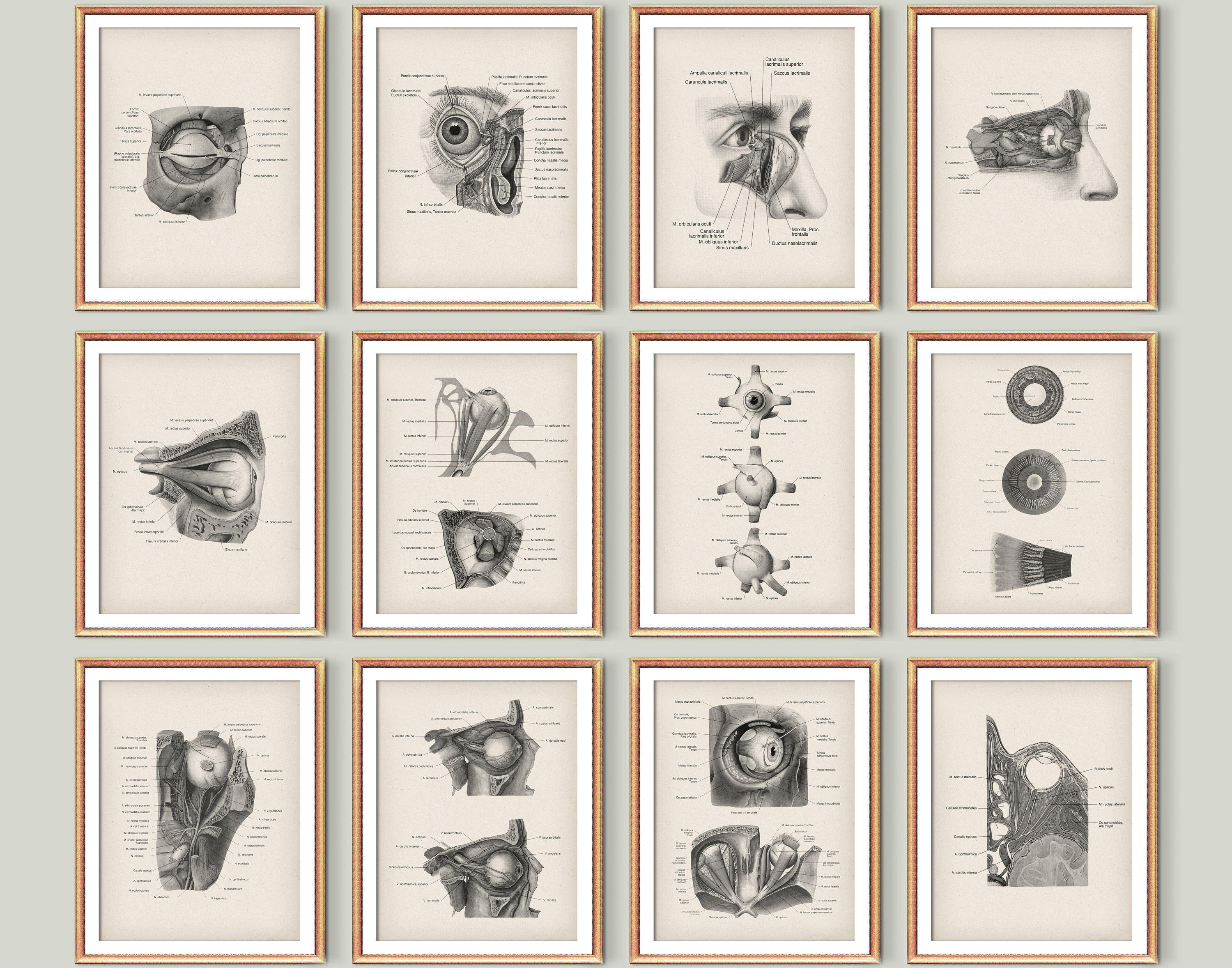 12 Vintage Ophthalmology Poster Vision Science Art Eye Anatomy - Etsy