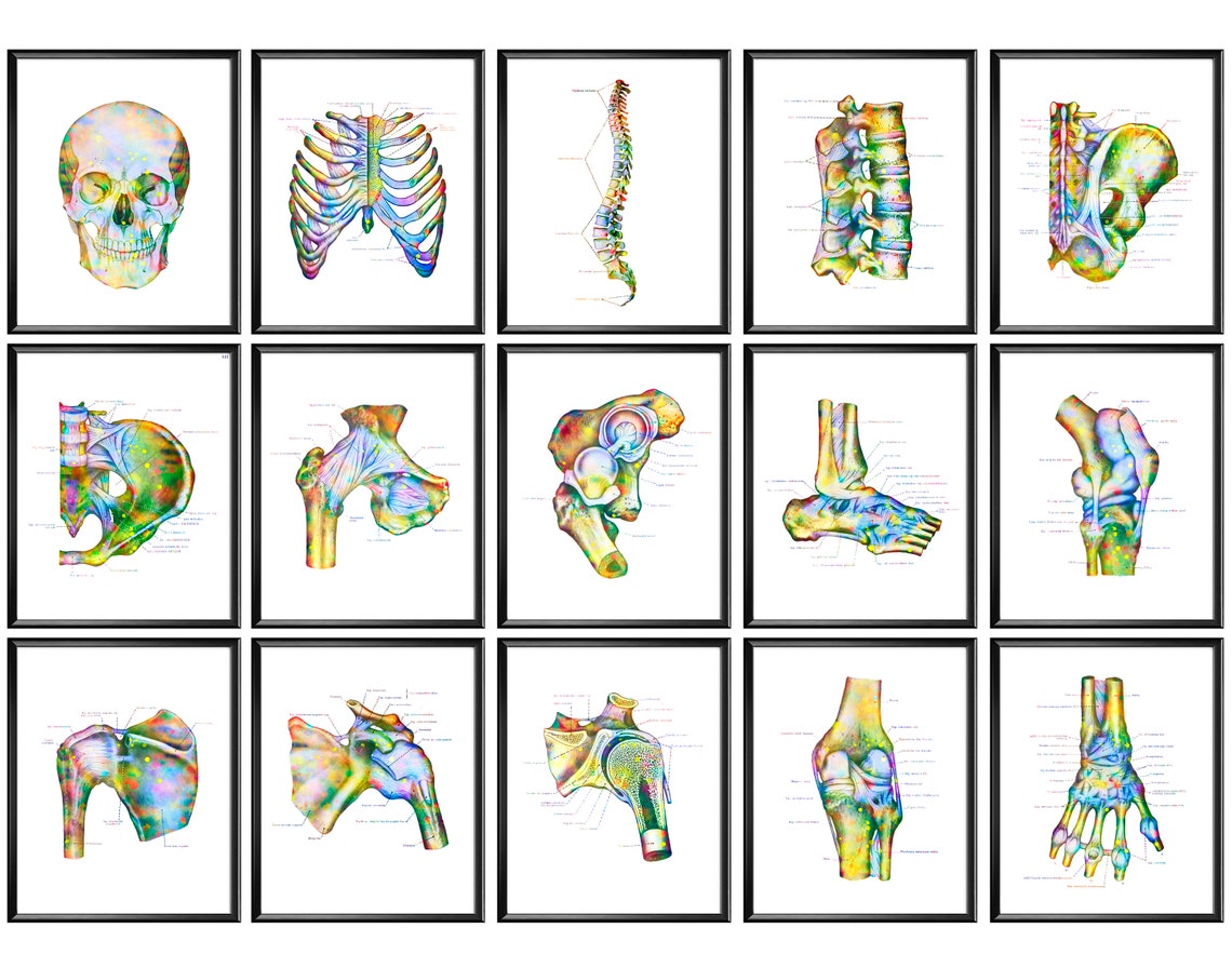 15 Skeletal Bones Anatomy Posters Pelvis Joint Hip Art Shoulder Joint ...