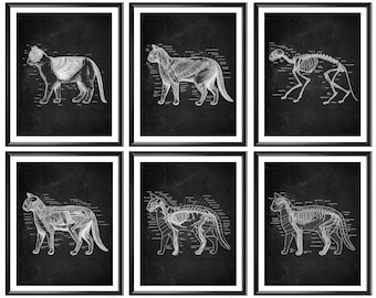 6 Vintage Cat Anatomy Art Animal Physiology Art Feline Anatomy Poster ...