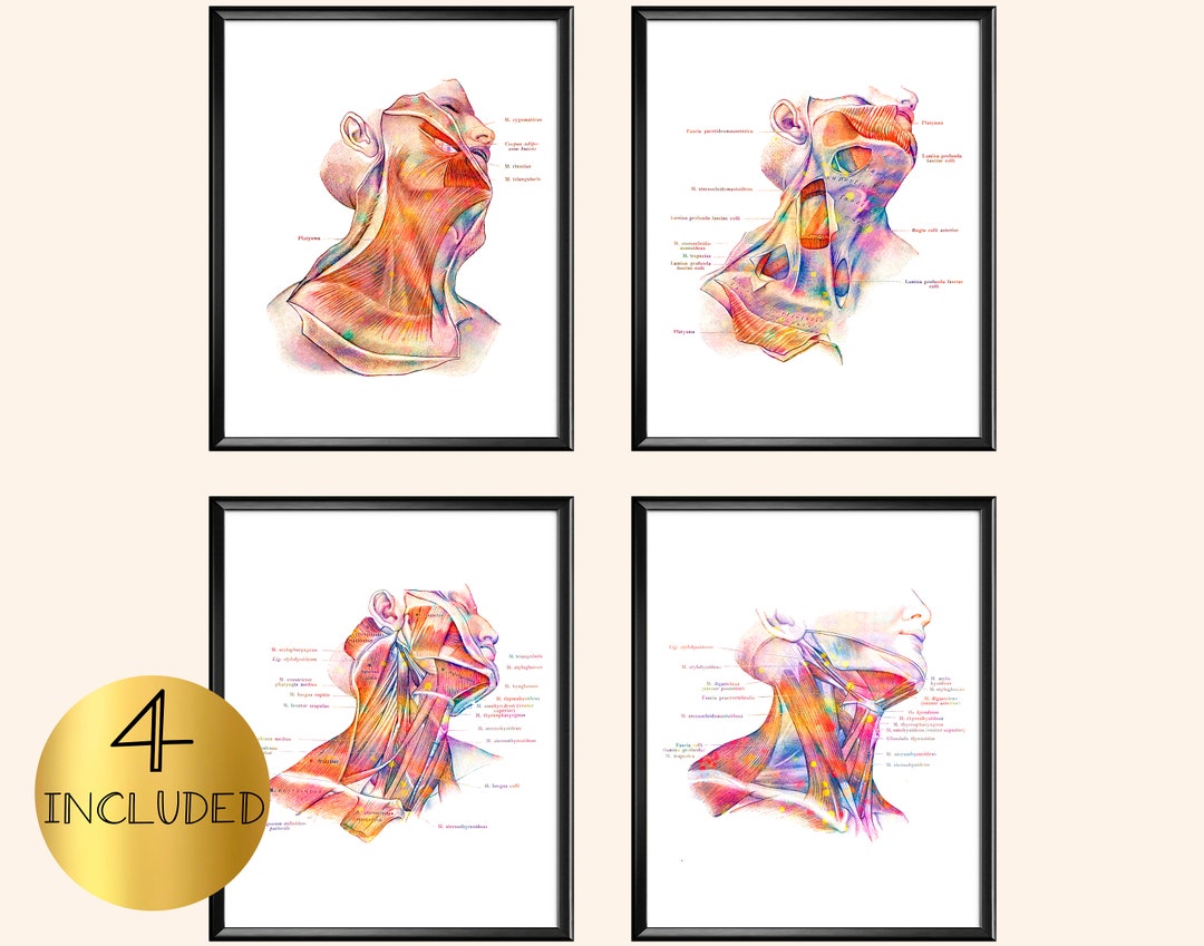 Neck Muscles Anatomy Poster Watercolor Art Medical Decor Chiropractic ...