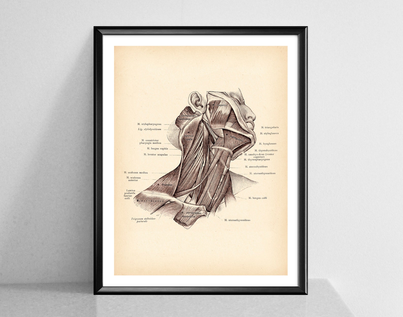Human Neck Anatomy Posters Surgery Art Vintage Anatomy - Etsy