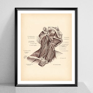 Human Neck Anatomy Posters Surgery Art Vintage Anatomy Muscular System ...