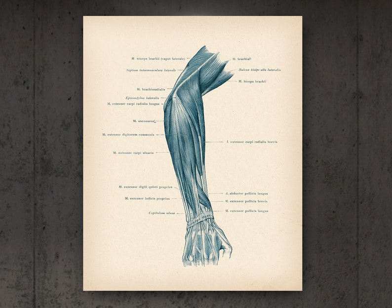 8 Hand Anatomy Posters Physical Therapy Art Vintage Medical Art Hand ...