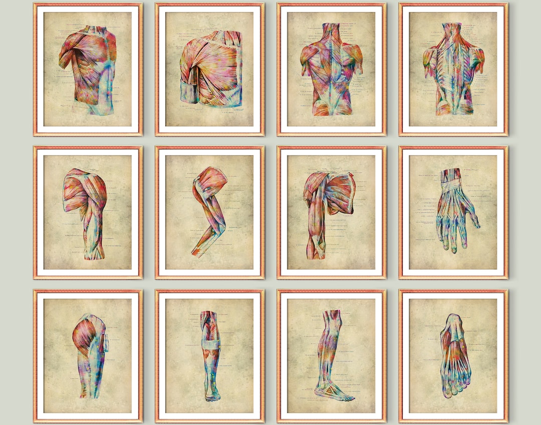 12 Vintage Human Anatomy Diagram Musculoskeletal System Poster Medical ...