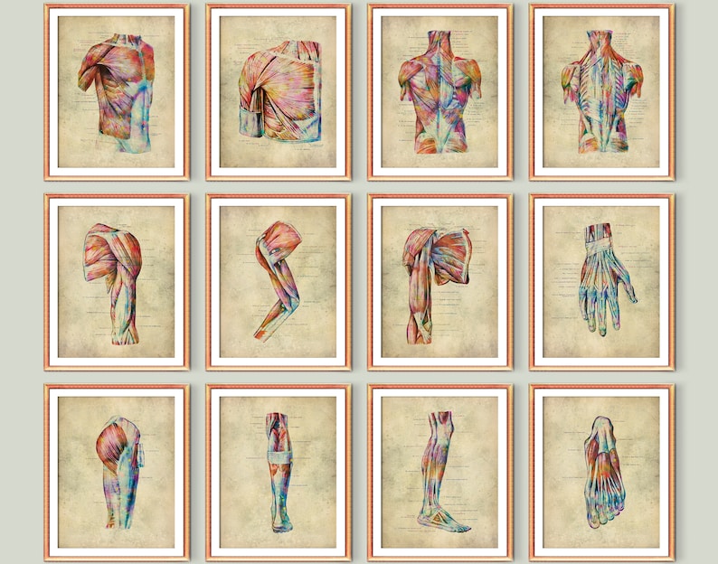 12 Vintage Human Anatomy Diagram Musculoskeletal System Poster | Etsy