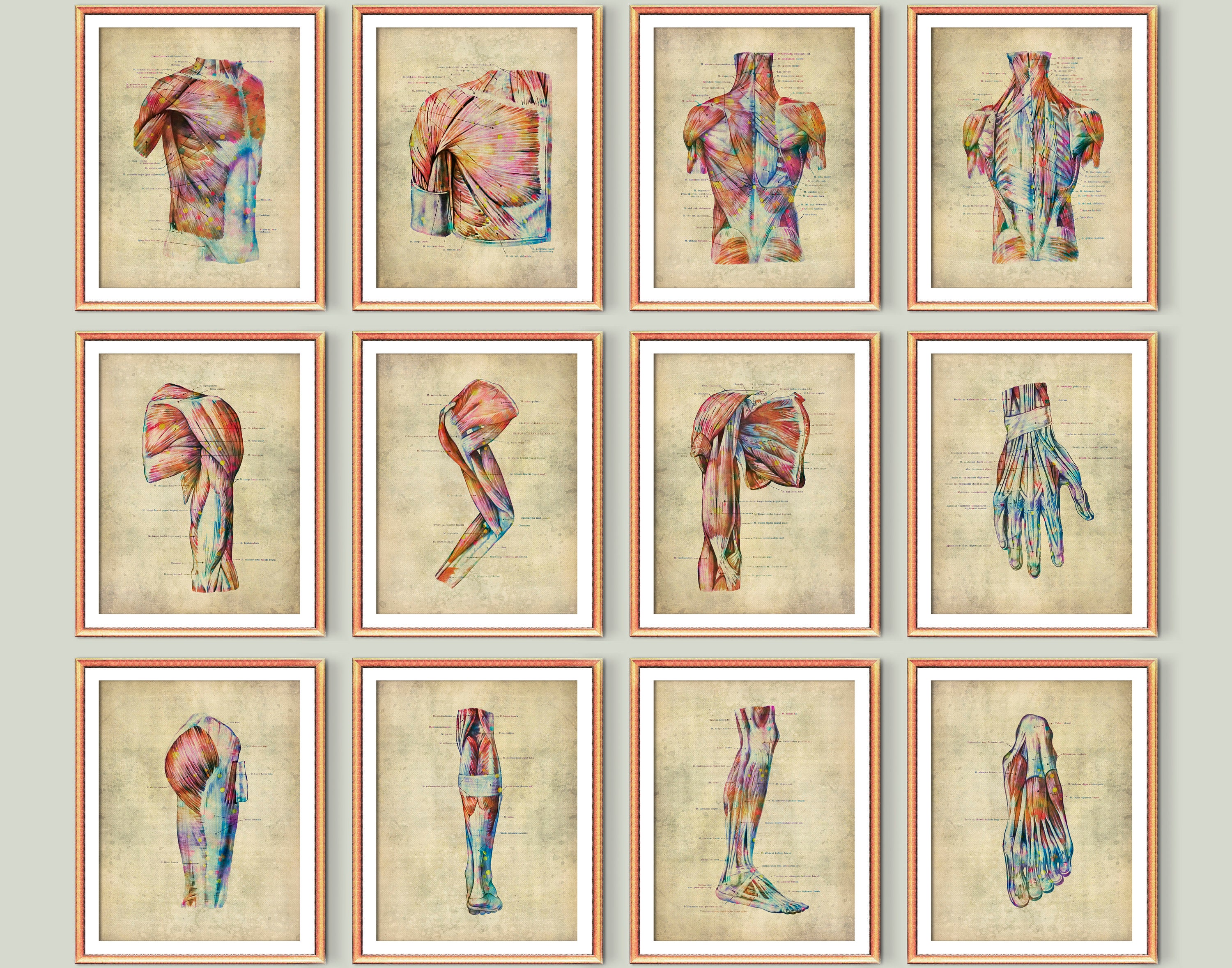 12 Vintage Human Anatomy Diagram Musculoskeletal System Poster | Etsy