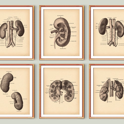 Kidney Printable Line Art-nephrologist Gift-urologist - Etsy