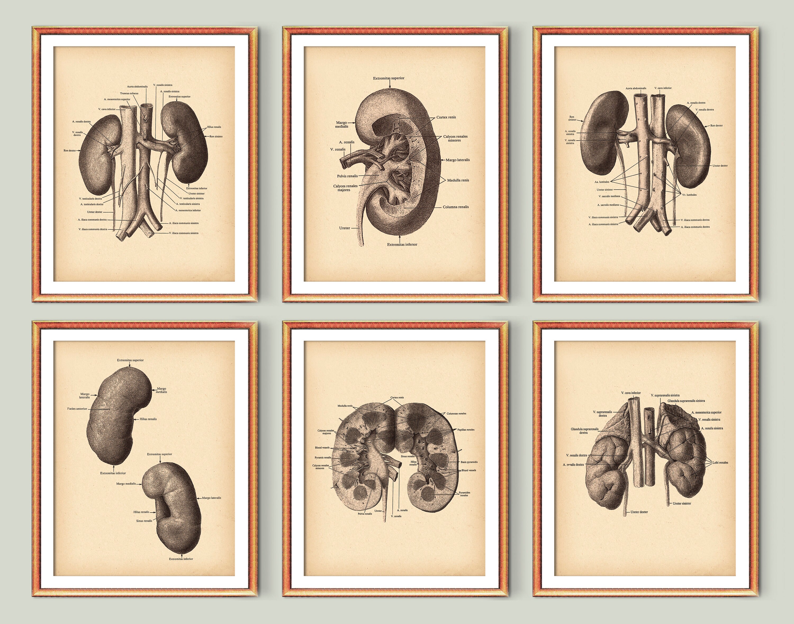 Human Kidney Dissection