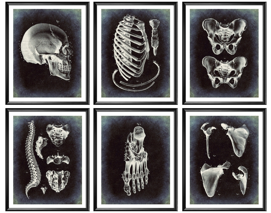 6 Skeletal Anatomy Bones Art Physiology Poster Skeleton Painting ...