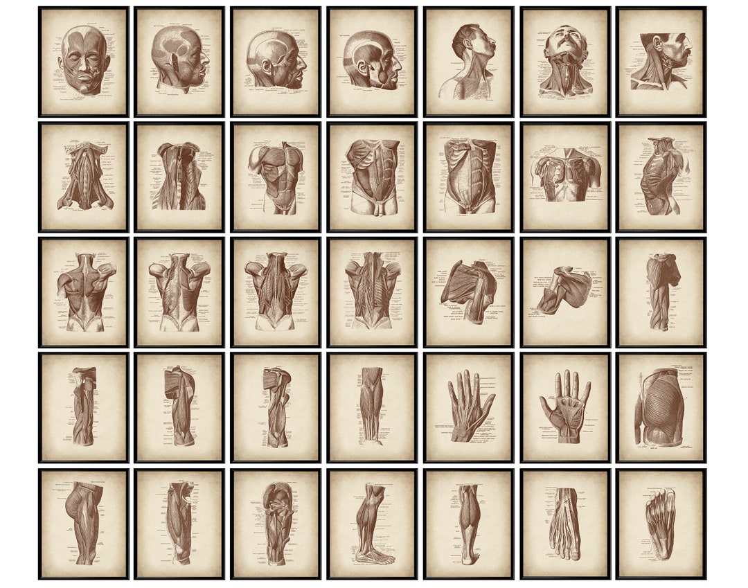 35 Vintage Physiology Art Medical Poster Muscular System Anatomy Art ...