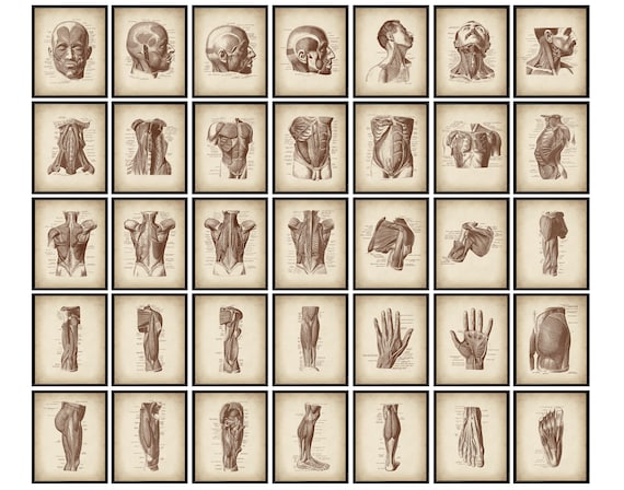 35 Vintage Physiology Art Medical Poster Muscular System - Etsy