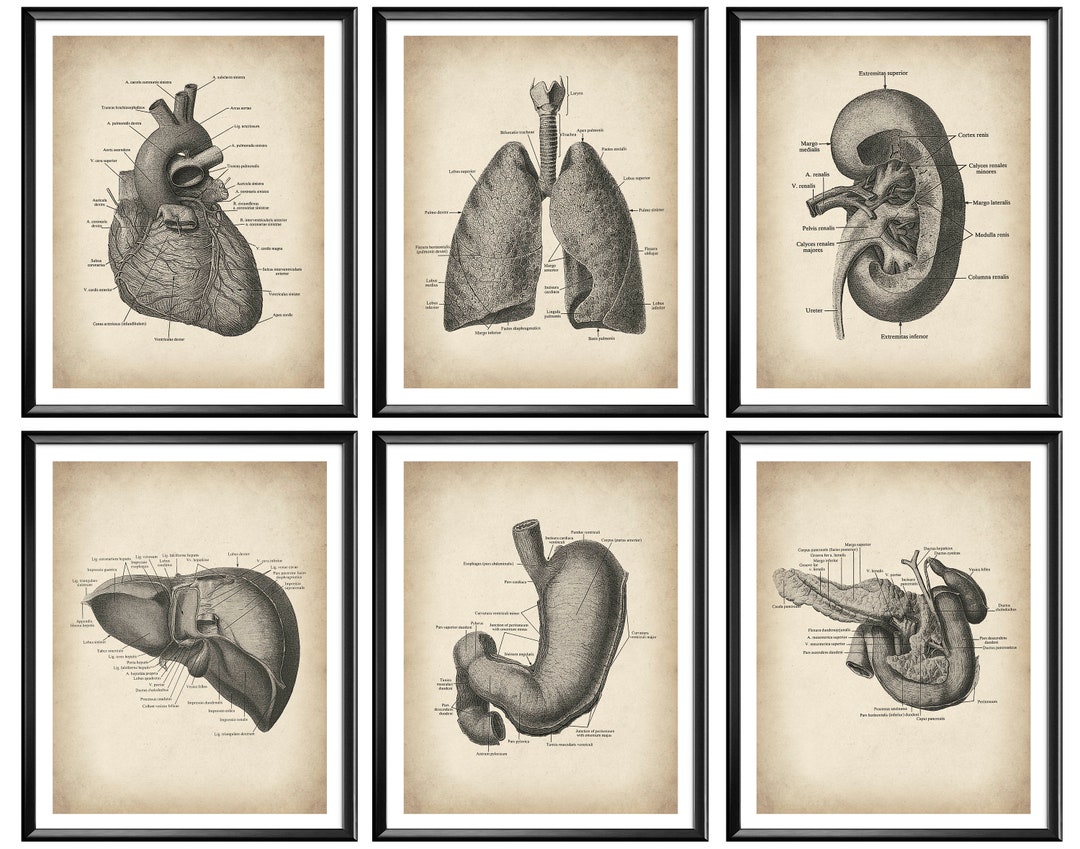 6 Vintage Anatomy Posters Medical Art Human Anatomy Print Anatomical ...