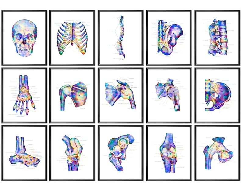 15 Orthopaedic Art Skeletal System Art Watercolor Anatomy - Etsy