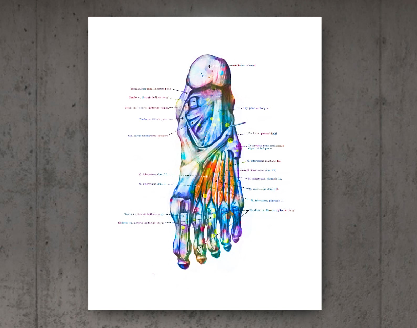 Foot Muscles Poster Anatomical Foot Print Human Anatomy Art - Etsy