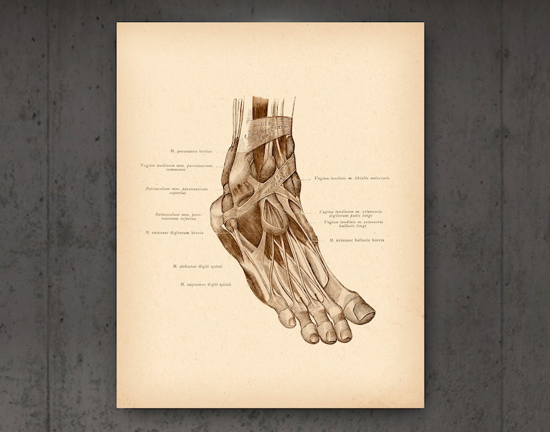 8 Leg Anatomy Posters Anatomical Foot Art Bones and Muscles of - Etsy