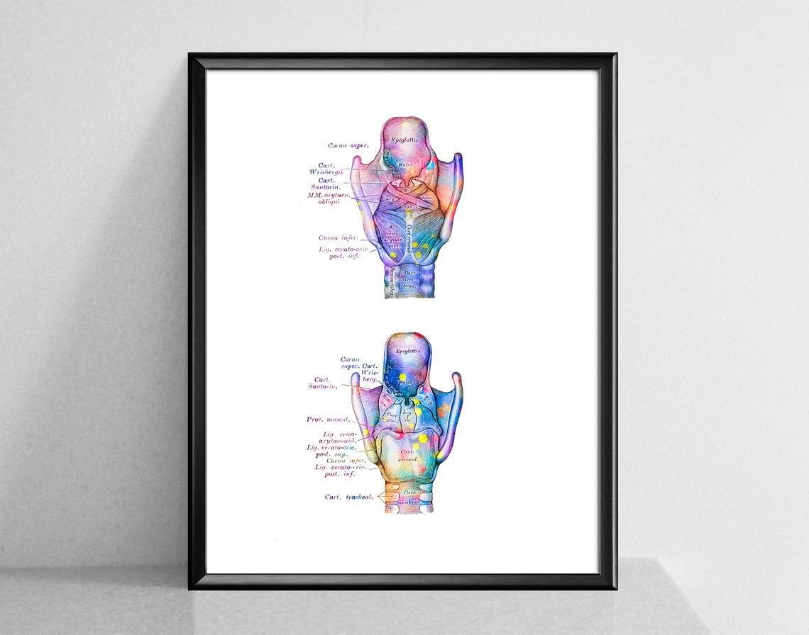 4 Respiratory System Anatomy Poster Anatomical Lungs Art - Etsy