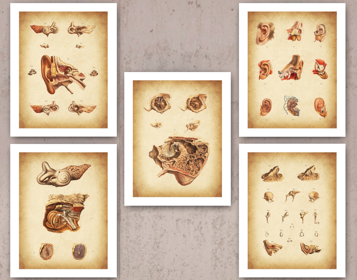 Gross Anatomy of the Ear Poster Set of 5 Hearing System - Etsy