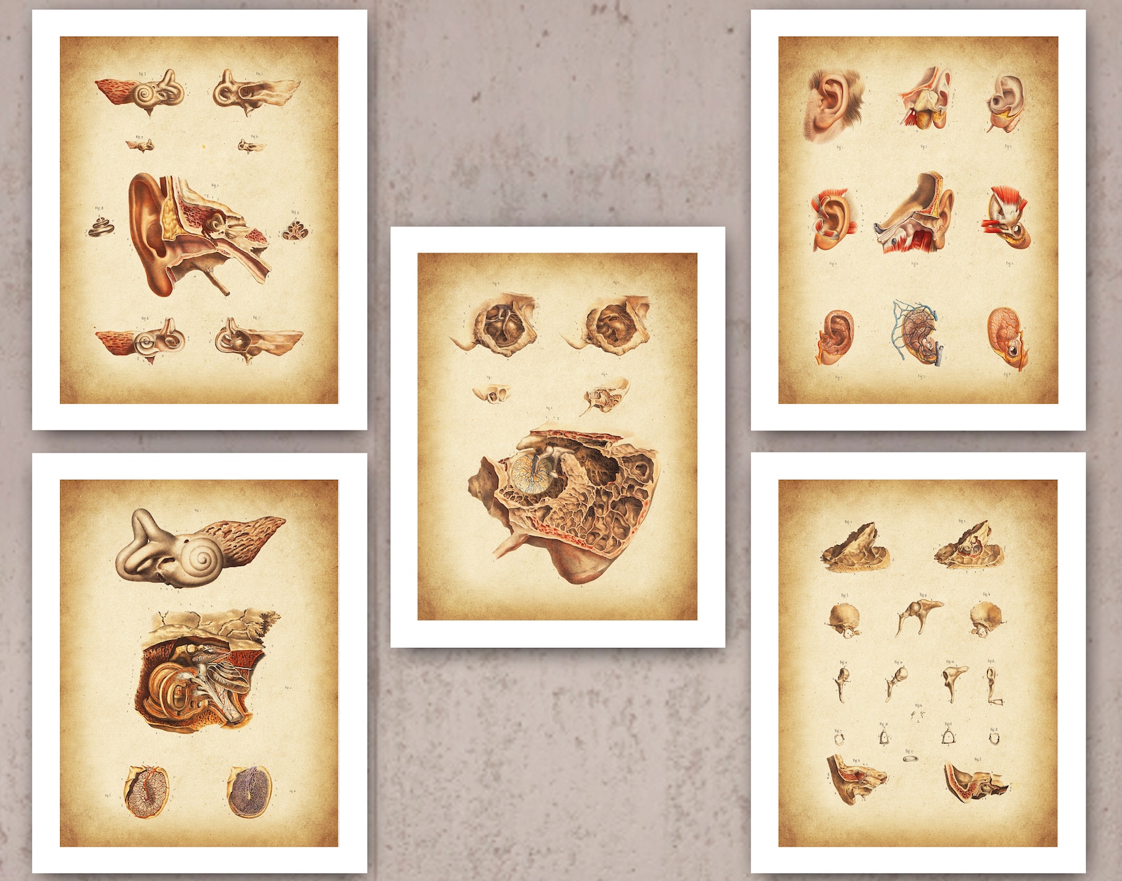 Gross Anatomy of the Ear Poster Set of 5, Hearing System, Auditory ...