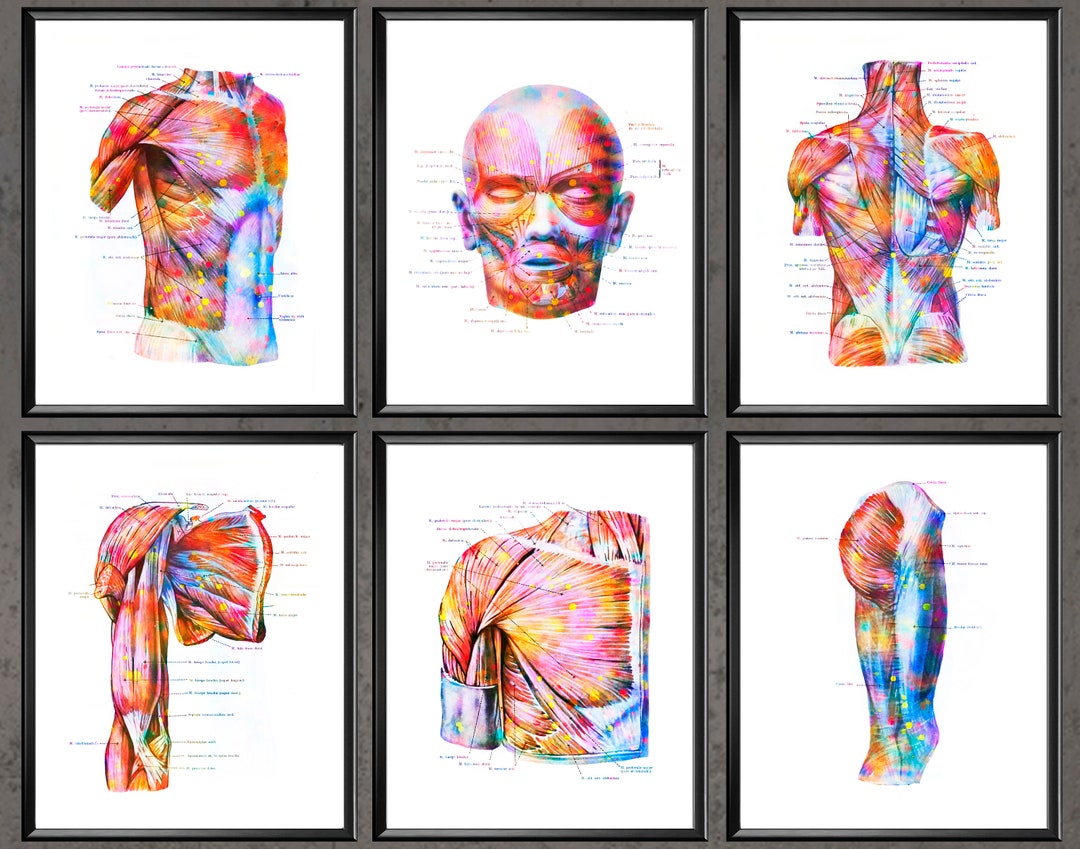 Muscular Anatomy of Human Body Poster Set 6 Watercolor Medical Art ...