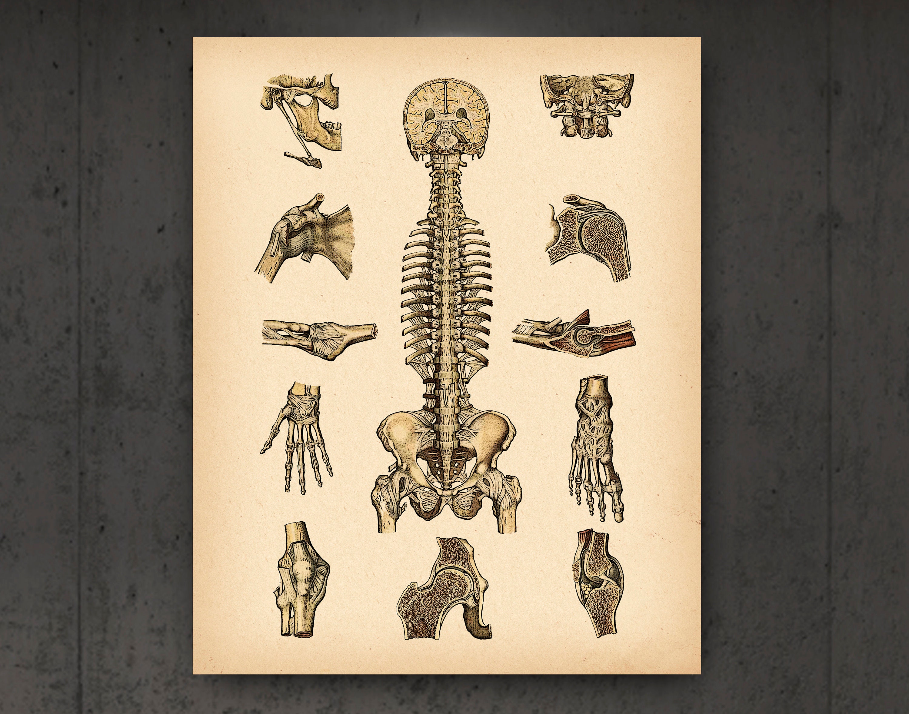 Anatomy Art Set of 12 Vintage Anatomy Poster Anatomical Decor - Etsy
