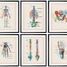 Musculoskeletal System Anatomy Poster Set of 40, Anatomy Educational ...