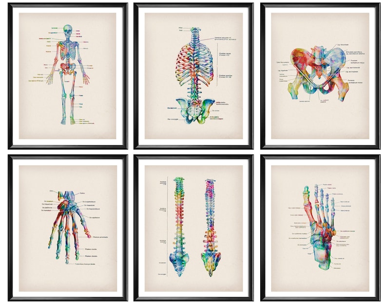 6 Human Anatomy Gross Anatomy Skeletal System Anatomy Human - Etsy