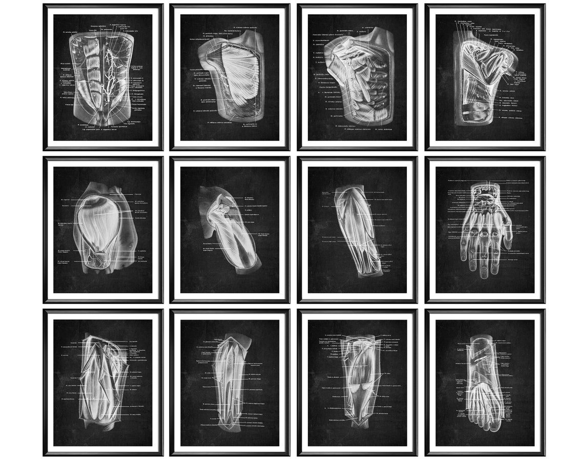 12 Muscle System Anatomy Posters Medical Artwork Massage Clinic Decor ...