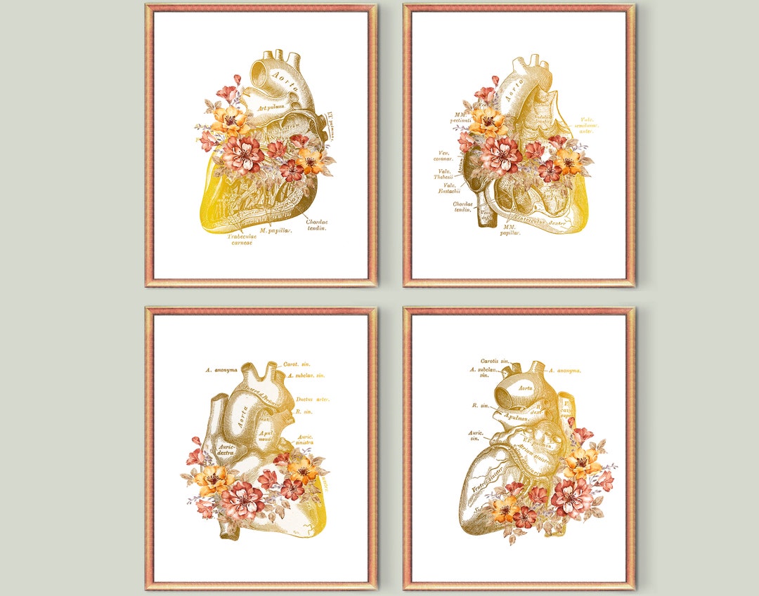 4 Gold Human Heart Anatomy Art, Cardiology Art, Anatomical Heart Poster ...