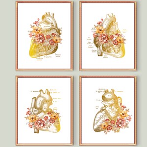 4 Gold Human Heart Anatomy Art, Cardiology Art, Anatomical Heart Poster ...