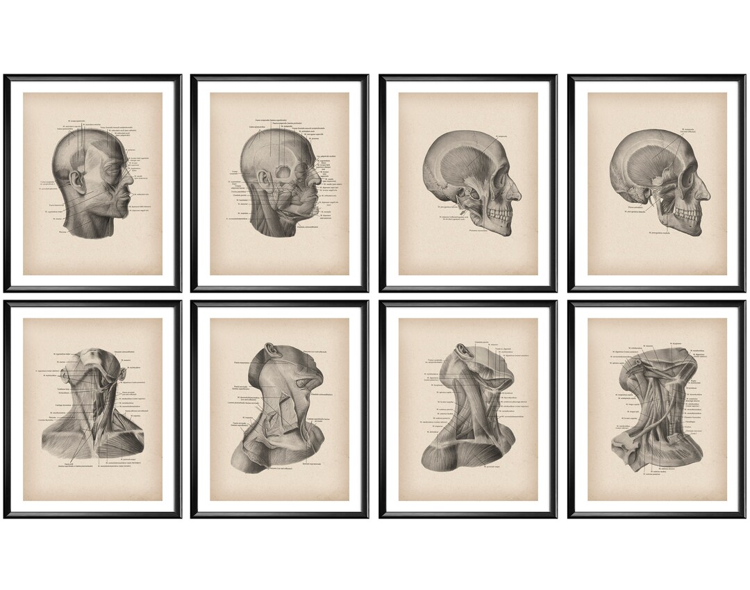 8 Head and Neck Anatomy Posters Facial Muscles Diagram Neck Muscle ...