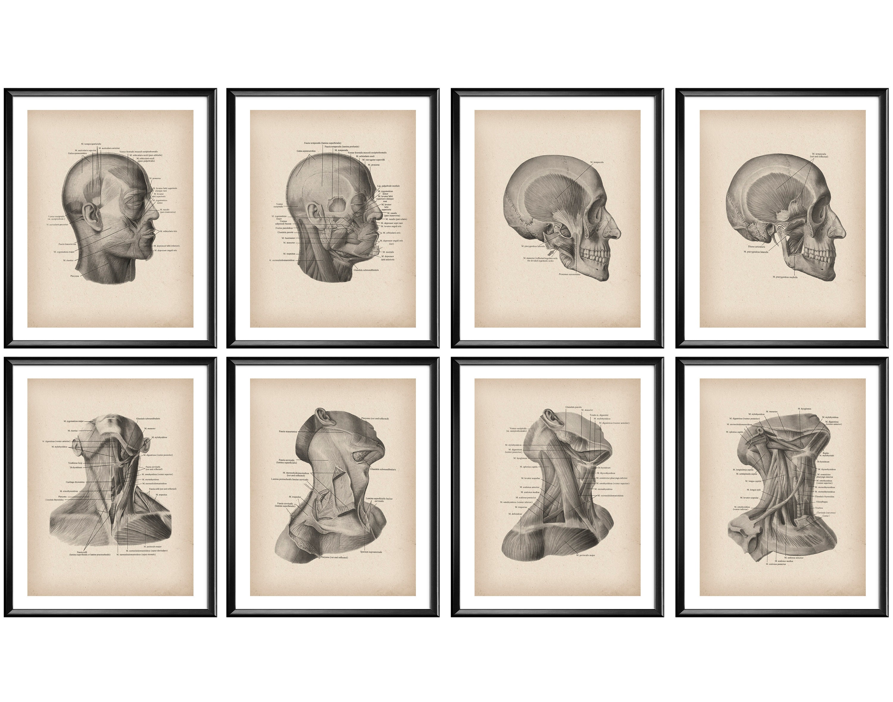 8 Head and Neck Anatomy Posters Facial Muscles Diagram Neck Muscle ...