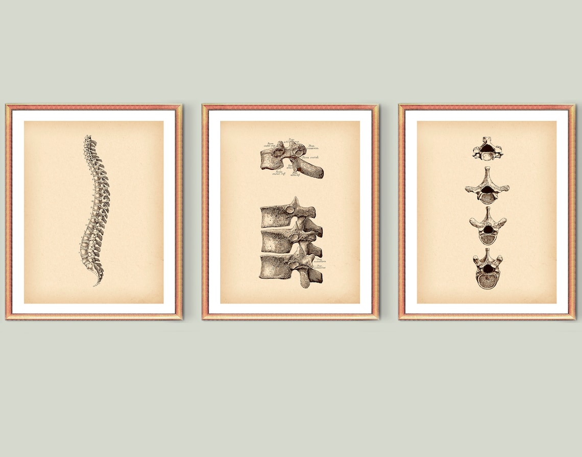 Human Spine Vintage Posters Skeletal Anatomy Art Orthopedic - Etsy