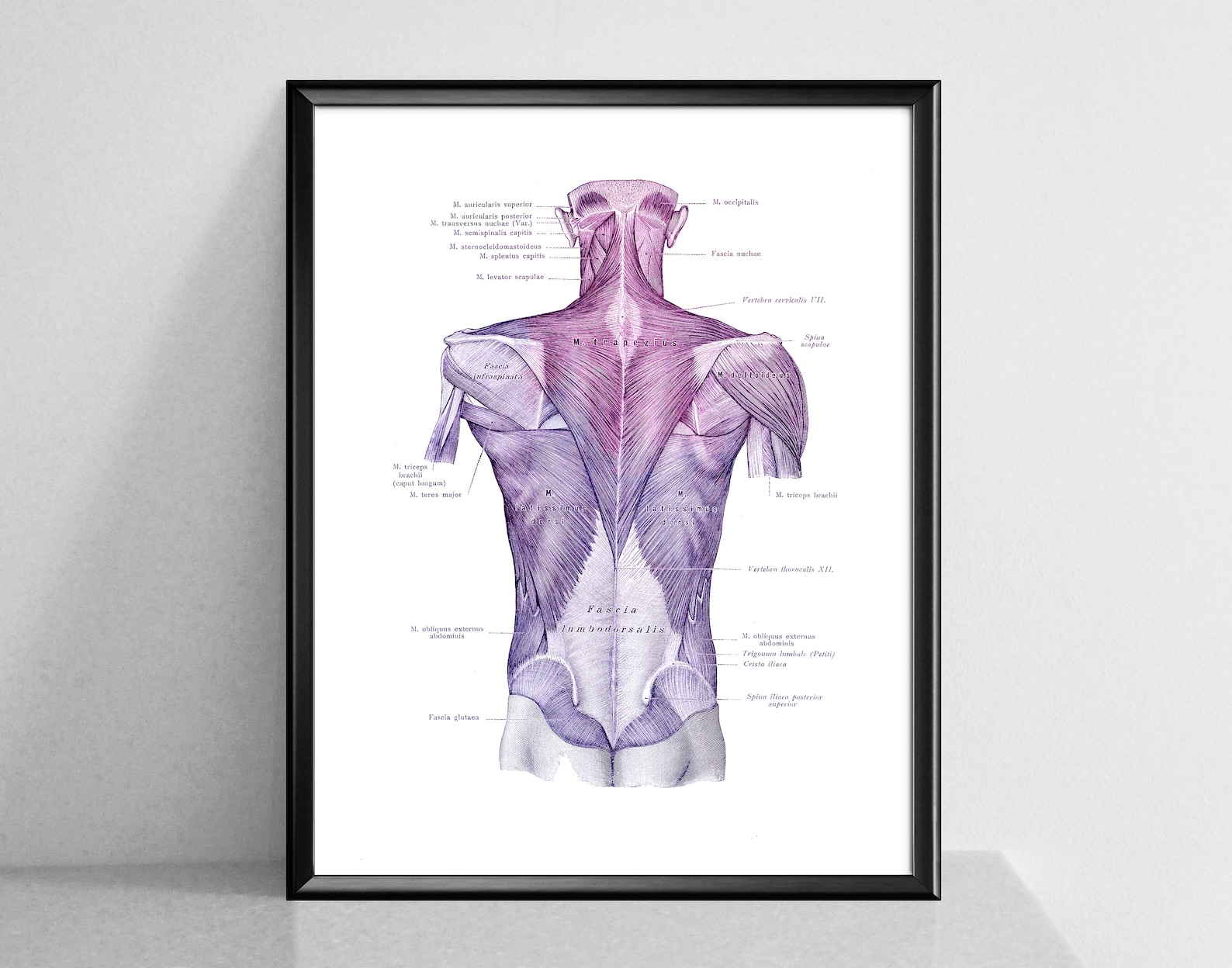 Aquarel Spierstelsel Posters Menselijk Lichaam Anatomie - Etsy Nederland