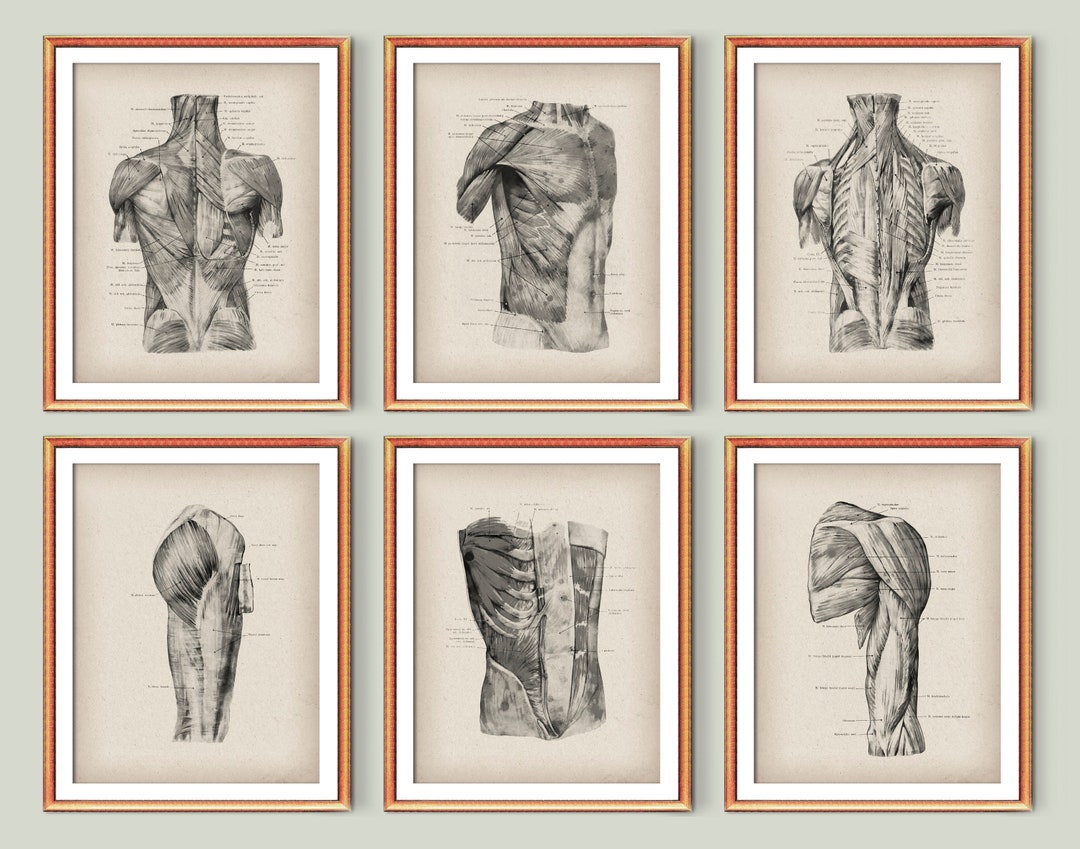 6 Vintage Muscular System Anatomy Posters Muscles Diagram Anatomical ...