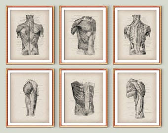 6 Vintage Muscular System Anatomy Posters Body Muscles | Etsy