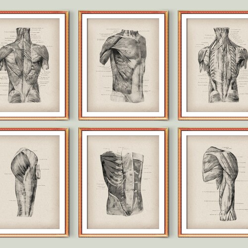 Human Muscular System Anatomy Posters Muscles Structure Print - Etsy
