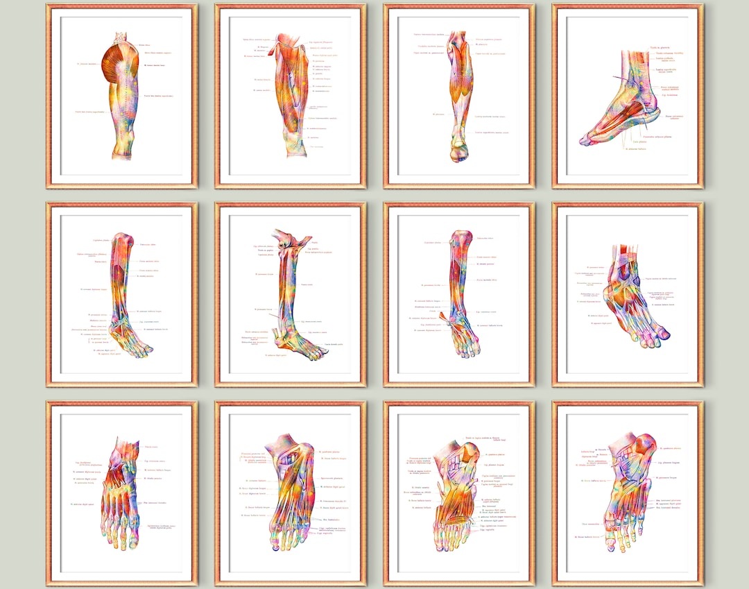 12 Podiatrist Office Decor Foot Anatomy Diagram Medical Poster ...