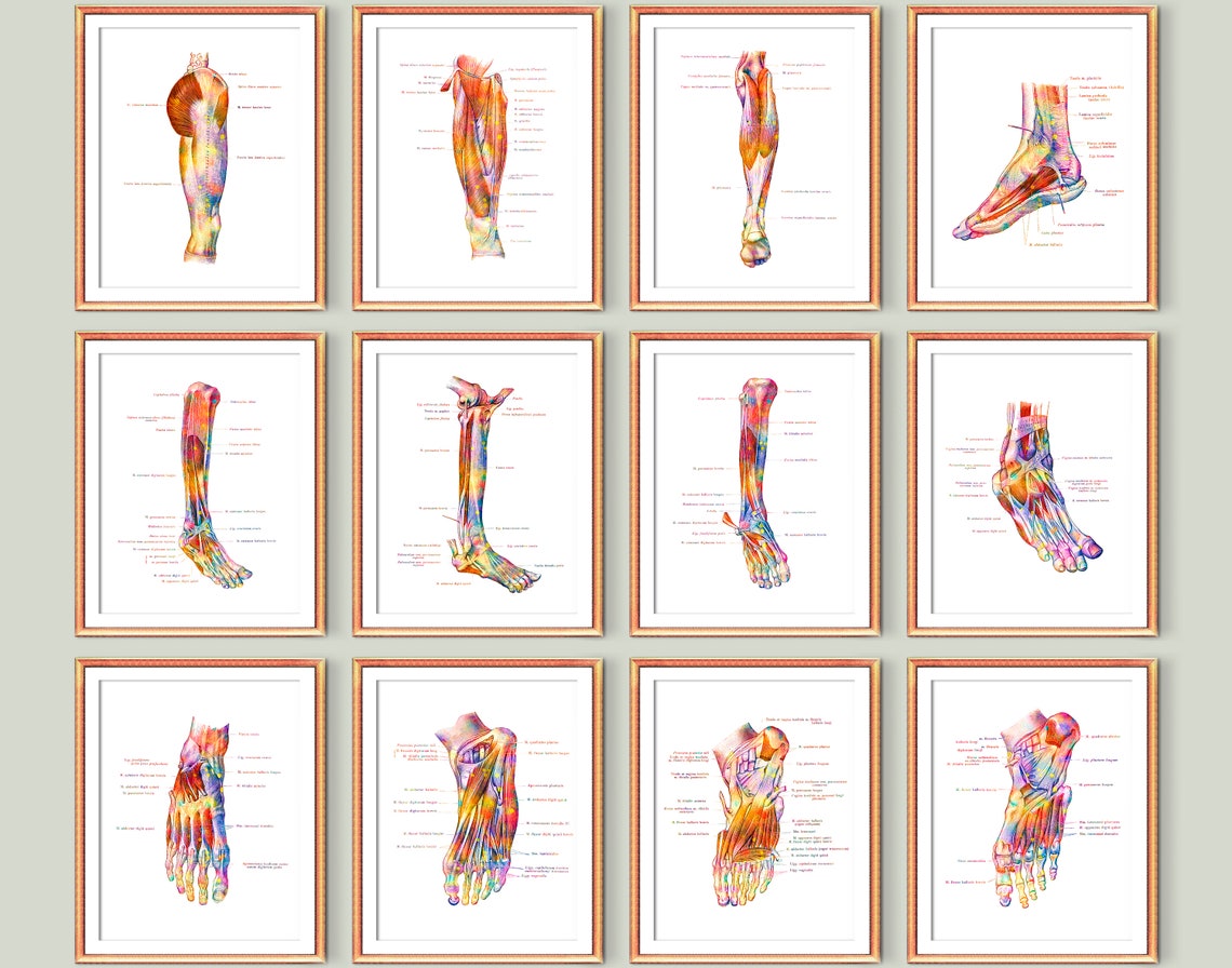 12 Podiatrist Office Decor Foot Anatomy Diagram Medical Poster - Etsy