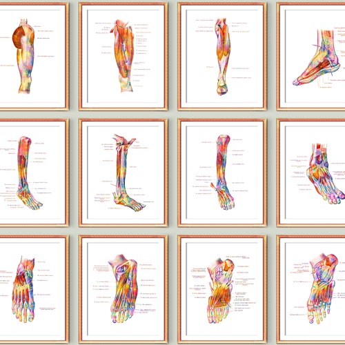 12 Podiatrist Office Decor Foot Anatomy Diagram Medical Poster - Etsy