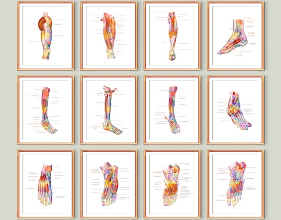 12 Podiatrist Office Decor Foot Anatomy Diagram Medical Poster | Etsy