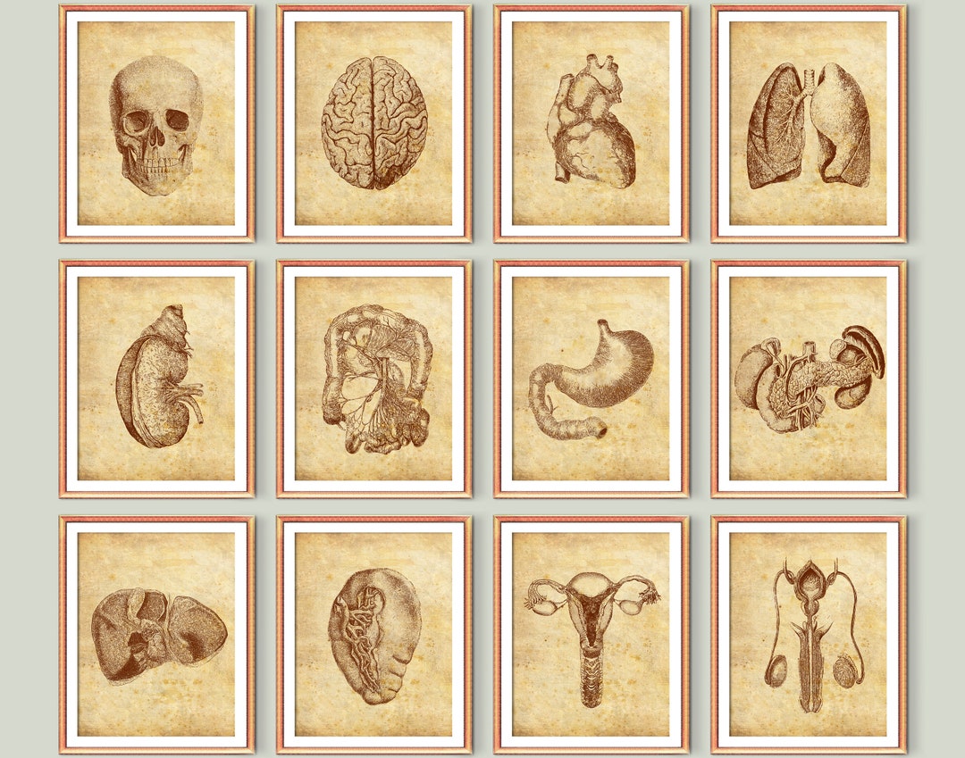 Vintage Anatomy Set 12 Medical Art Decor Clinic Wall Art Med School Art ...