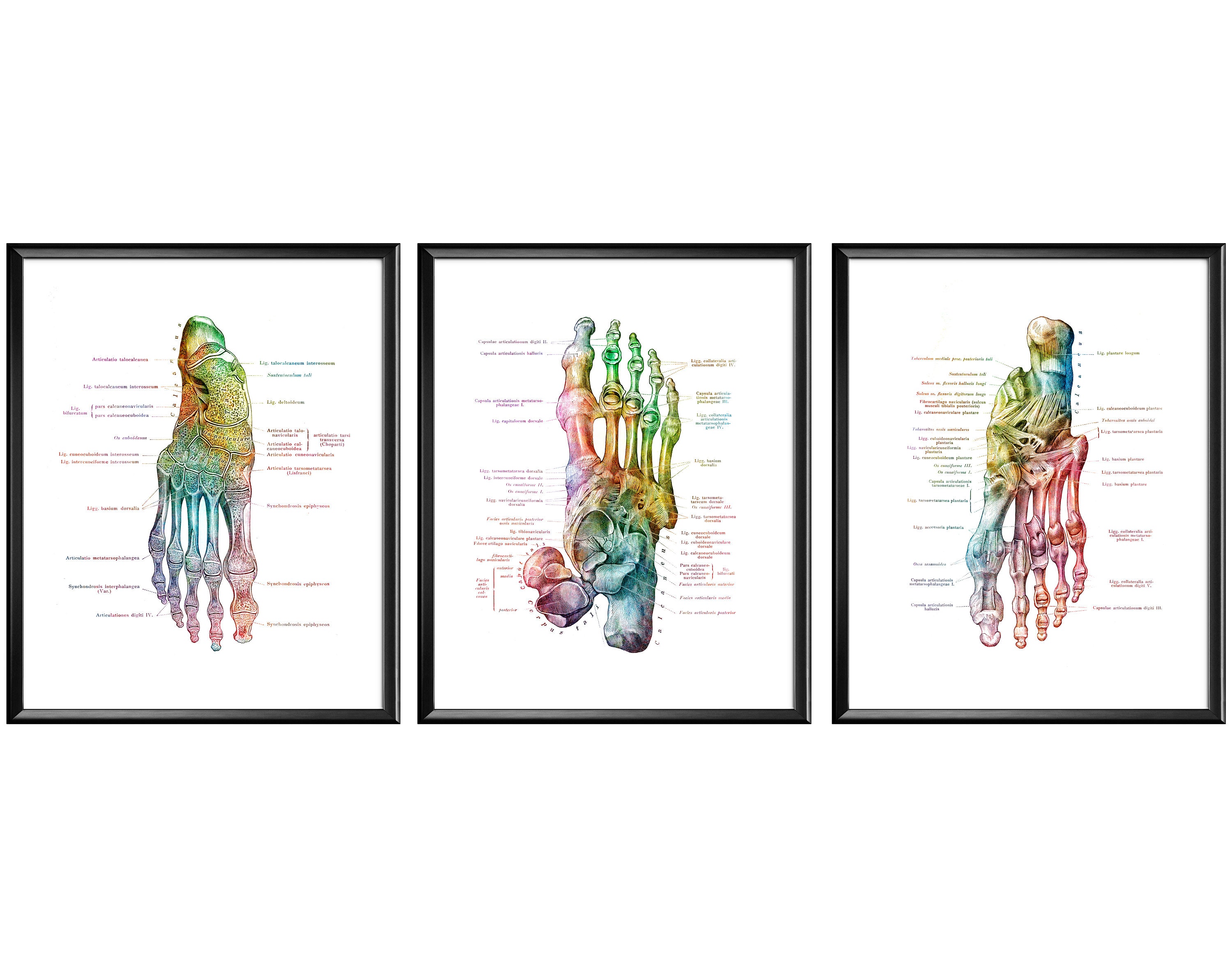 Podiatrist Office Decor Foot Anatomy Print Watercolor | Etsy