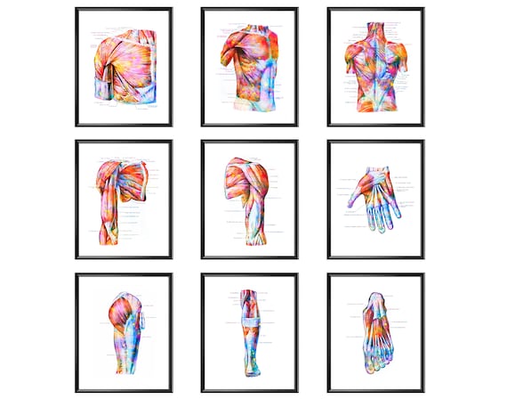 9 Muscular System Posters Human Anatomy Art Watercolor Drawing | Etsy