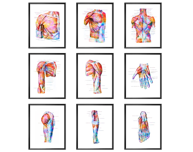 9 Muscular System Posters Human Anatomy Art Watercolor Drawing | Etsy