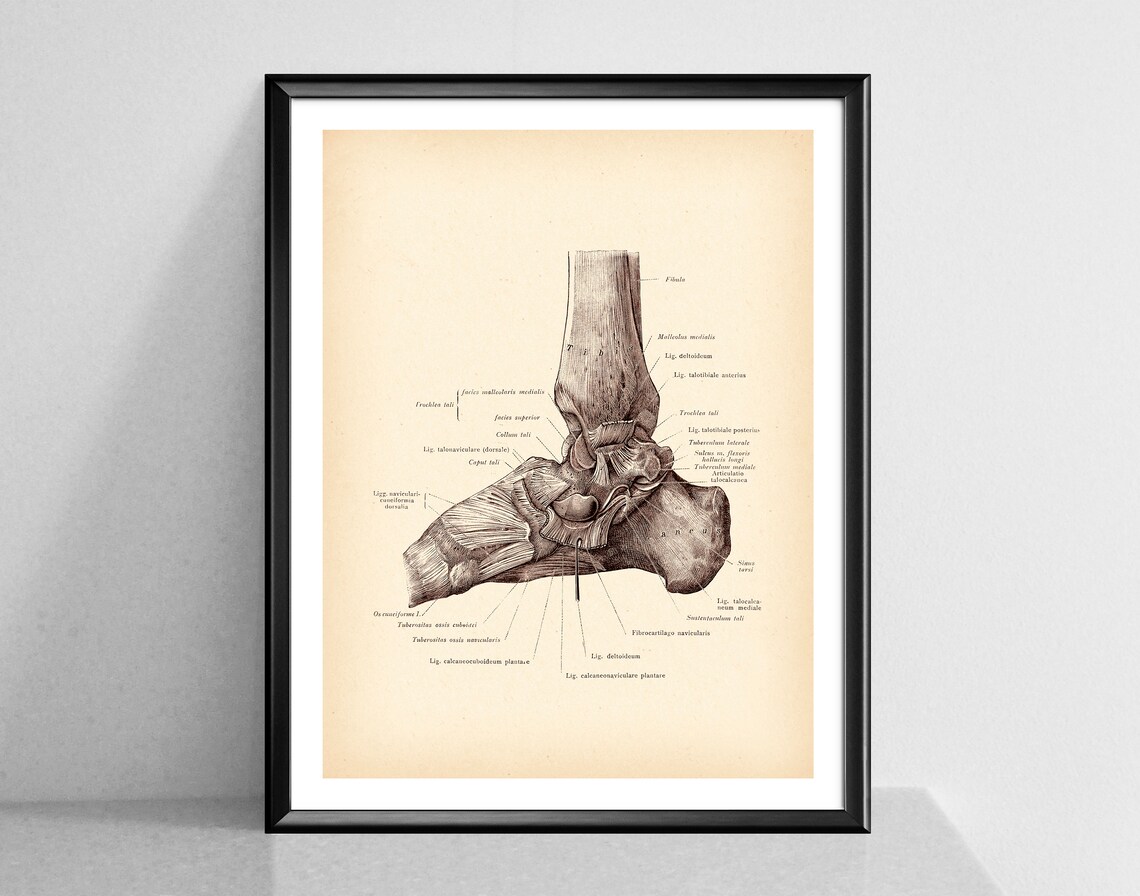 Anatomical Human Foot Posters Vintage Anatomy Art Podiatry - Etsy
